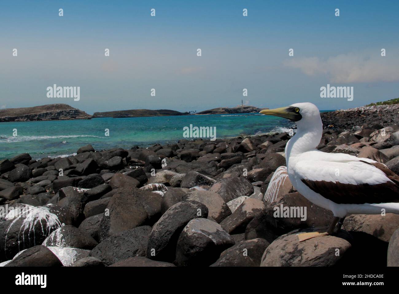 Atoba Bird - Sula Leukogaster - seen in Parque Marinhos dos Abrolho in ...