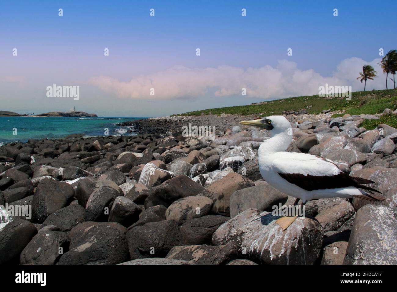 Atoba Bird - Sula Leukogaster - seen in Parque Marinhos dos Abrolho in ...