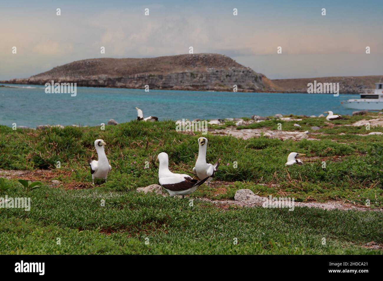 Atoba Bird - Sula Leukogaster - seen in Parque Marinhos dos Abrolho in ...