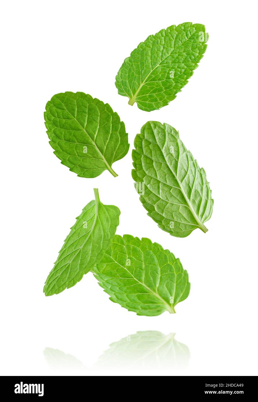 Flying mint leaves isolated on white background Stock Photo - Alamy