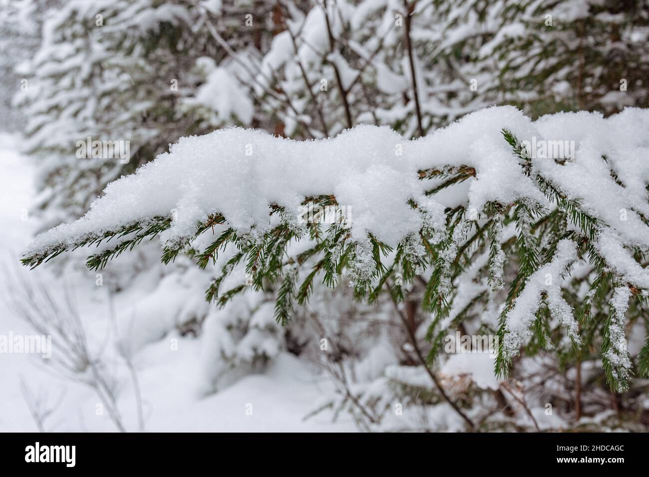 Spruce forest covered white hi-res stock photography and images - Alamy