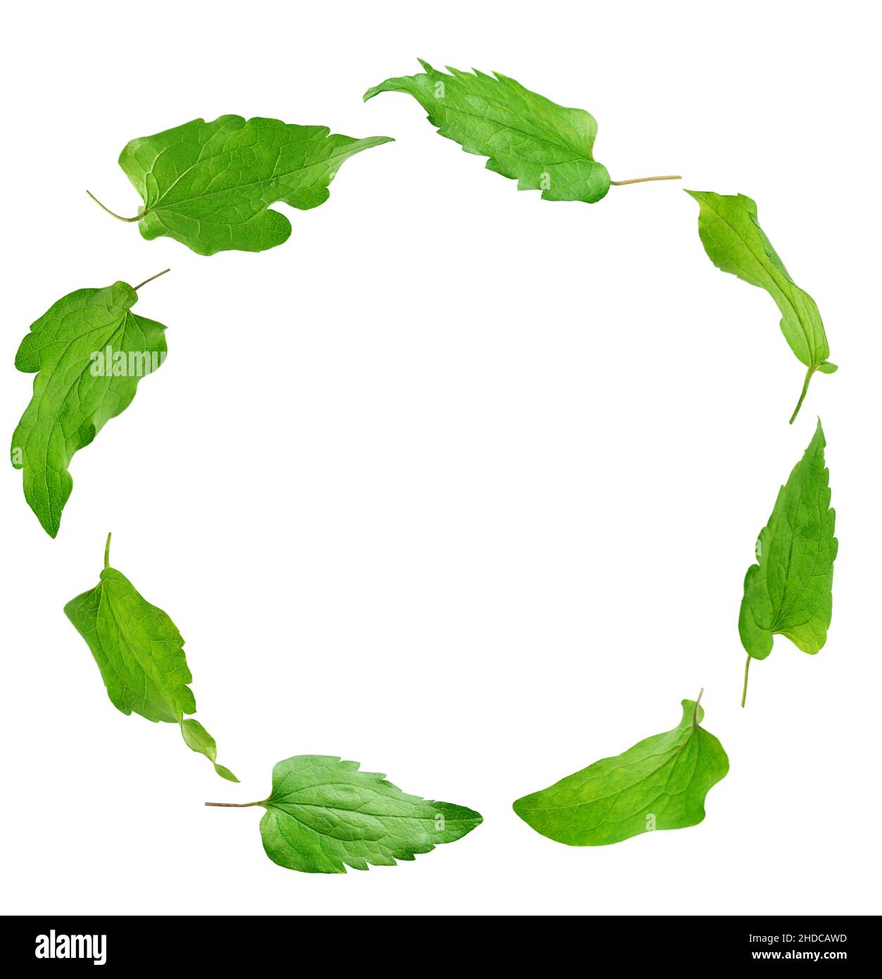 Round frame of green leaves isolated on white background Stock Photo ...