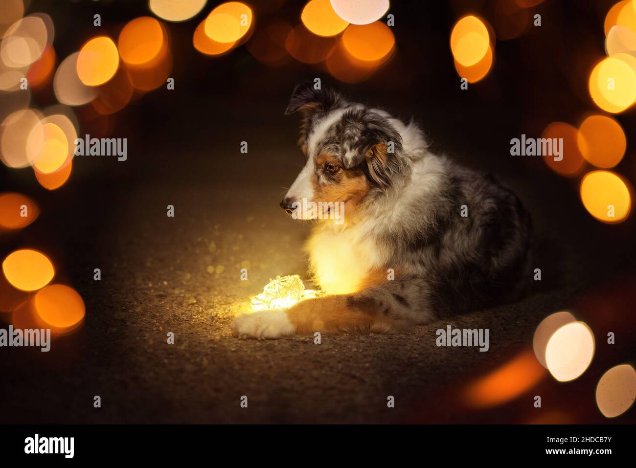 Australian Shepherd surrounded by evening lighting, the dog has a lamp ...