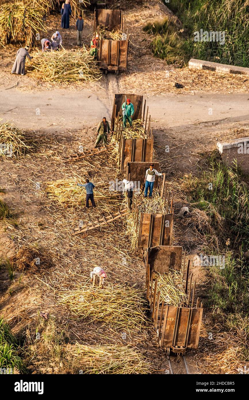 Egyptian sugarcane hi-res stock photography and images - Alamy