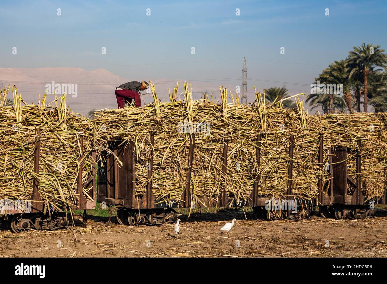 Sugar cane harvest, Luxor from a bird's eye view in a hot air balloon ...