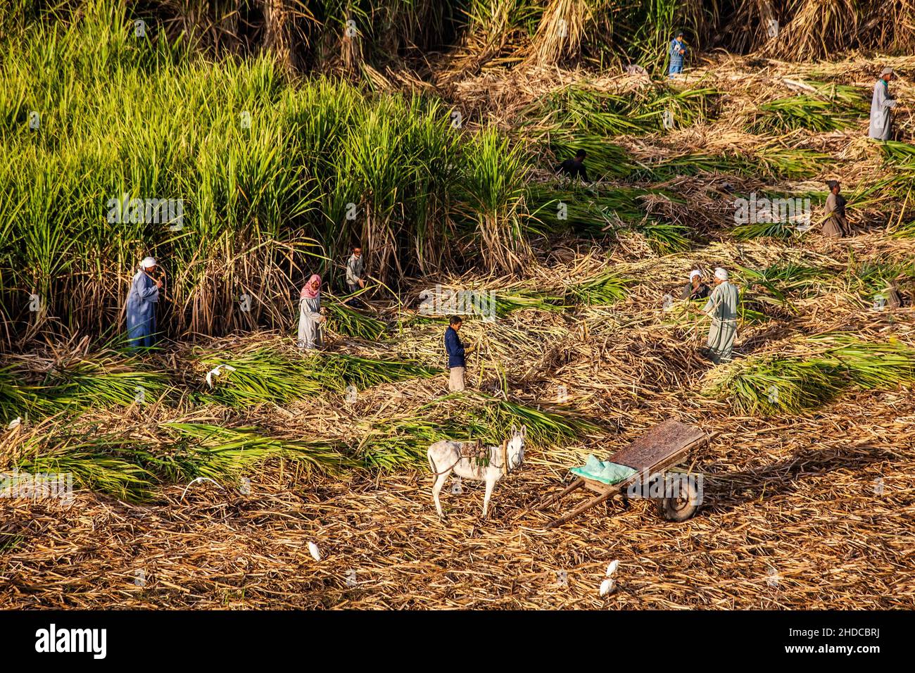 Sugar cane harvest, Luxor from a bird's eye view in a hot air balloon ...