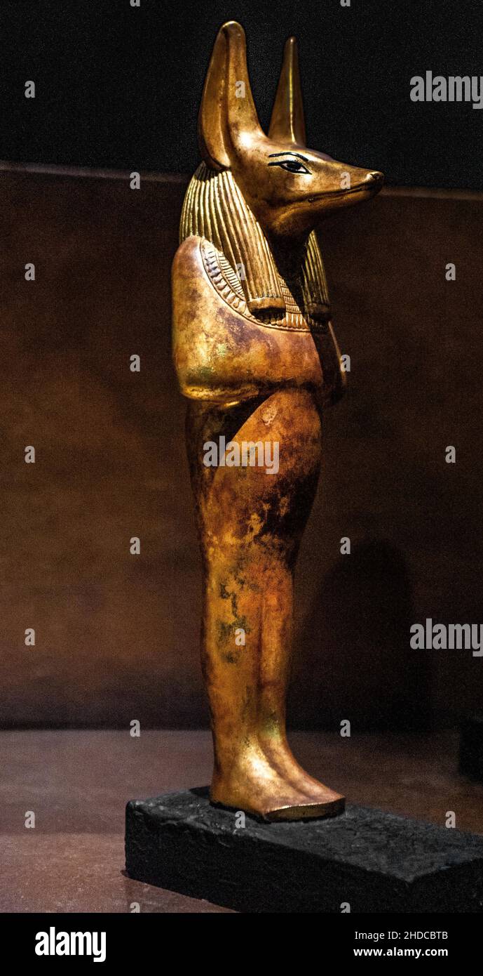 Figure of the jackal-headed god Duamutef, patron god of the viscera ...