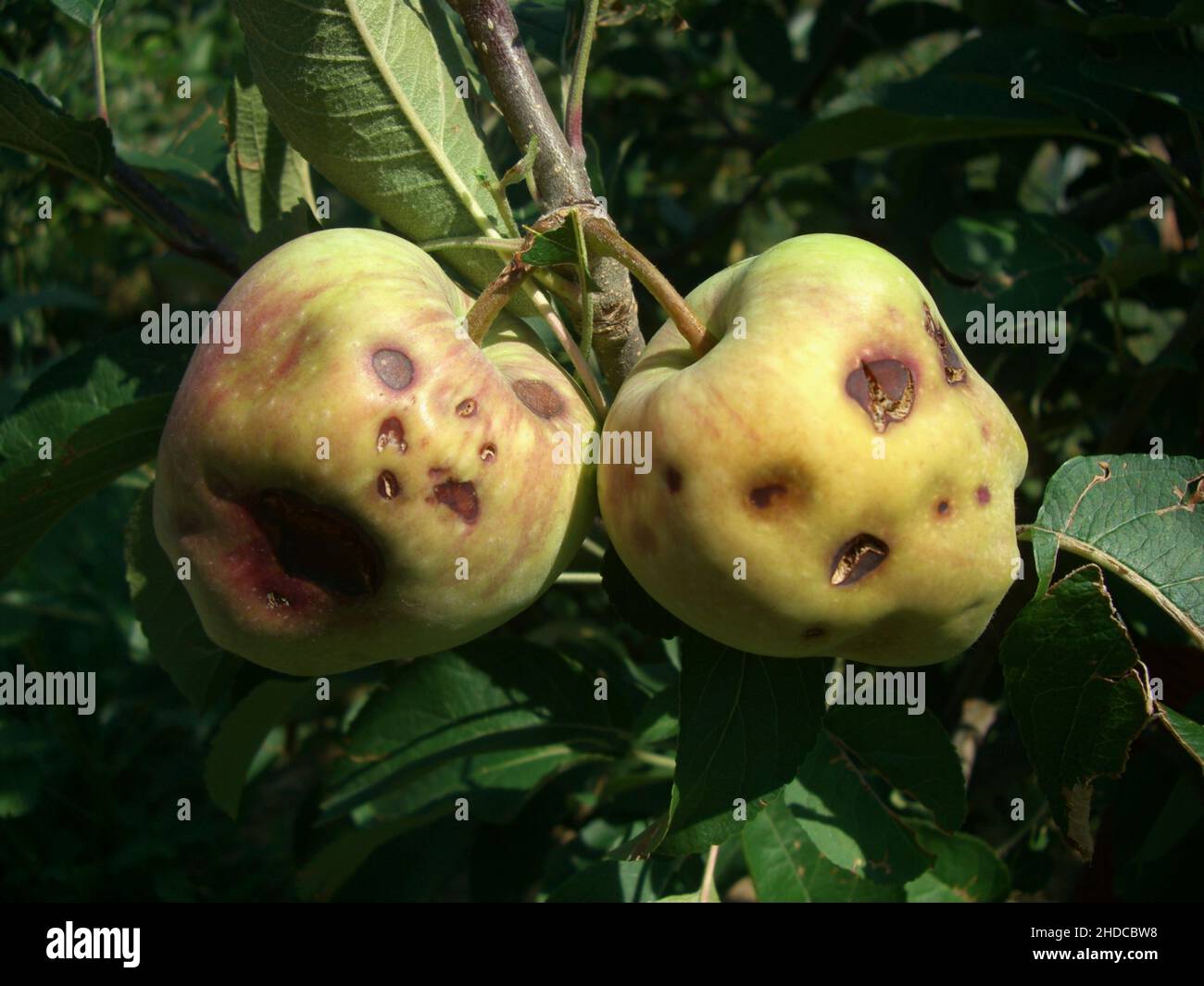 Destroyed fruit hi-res stock photography and images - Alamy