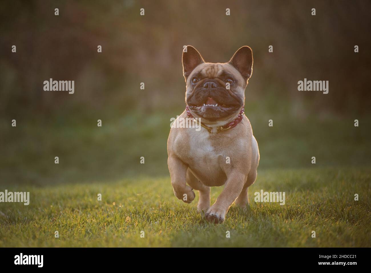 French bulldog running in the green field with the sun rays in the ...