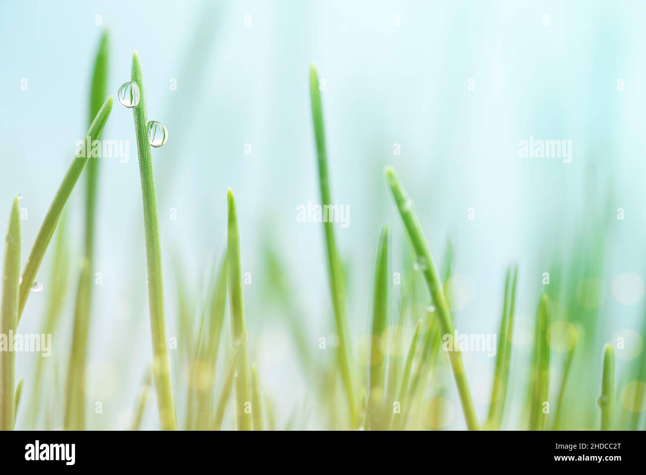 Spring background of grass with dew drops and defocused lights Stock ...