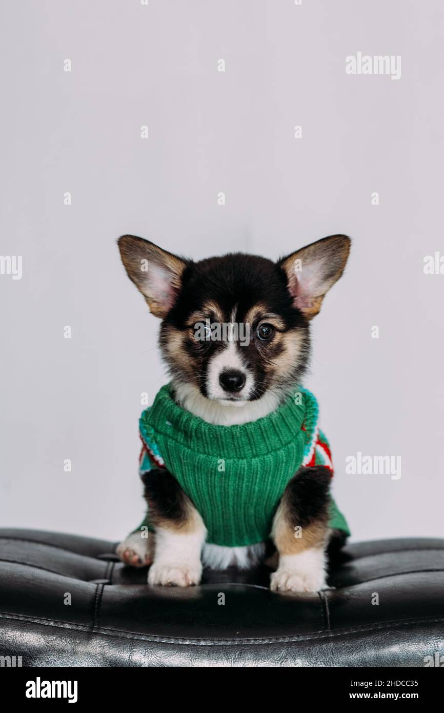 Corgi puppy sitting on a stool inside Stock Photo - Alamy