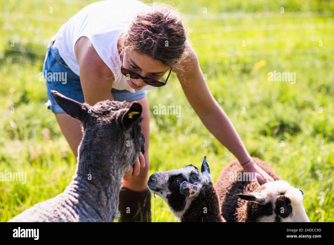 Young female farmer with Sheep outside in summer on New England farm ...
