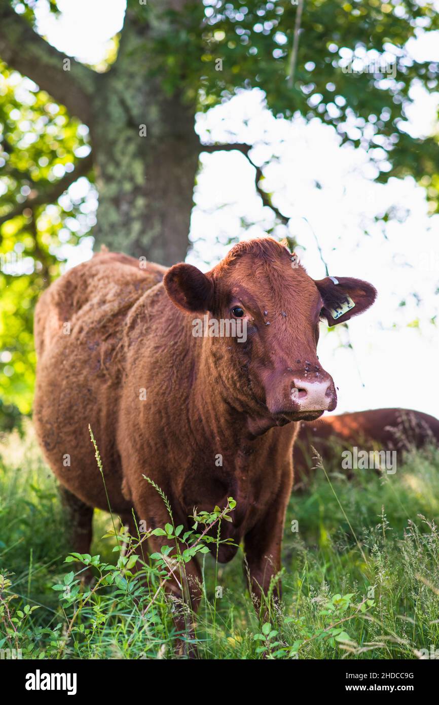 Cows outside in summer hi-res stock photography and images - Alamy