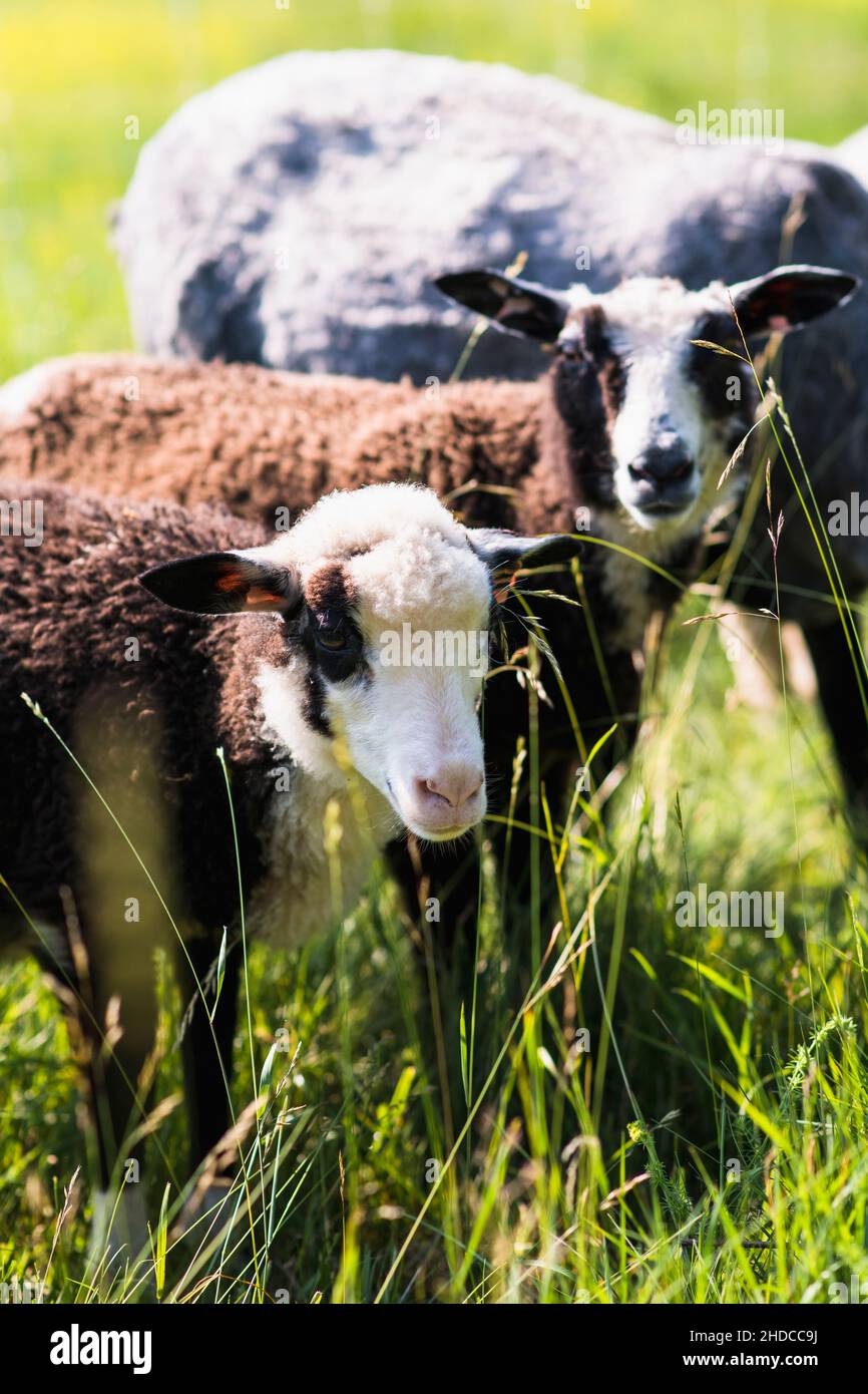 Free range grass fed sheep hi-res stock photography and images - Alamy