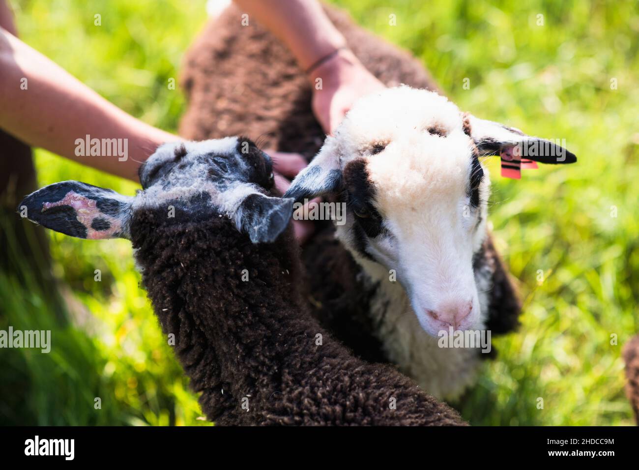 Domestic Sheep outside in summer on New England free range farm Stock ...