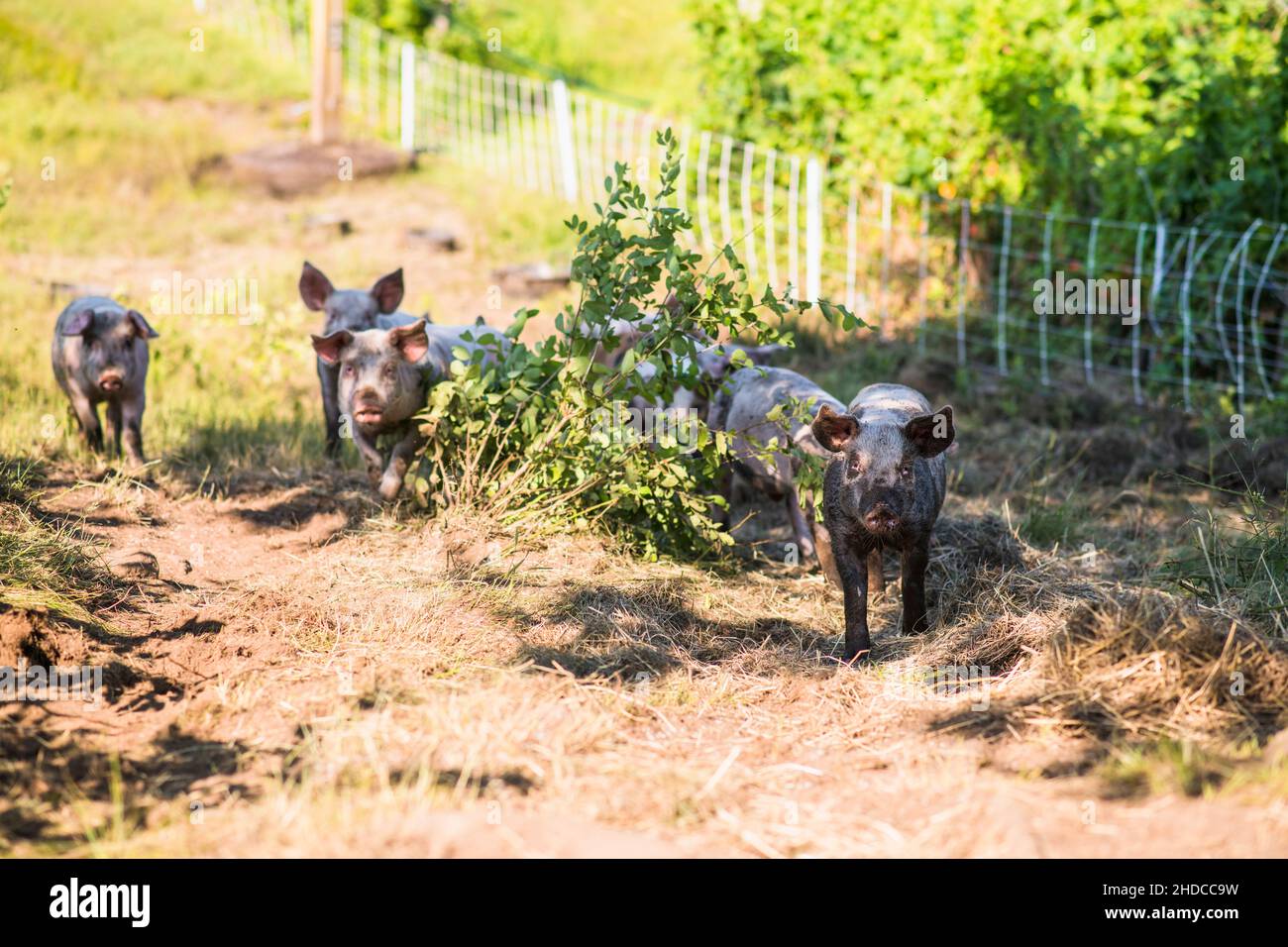 Pigs outside hi-res stock photography and images - Alamy