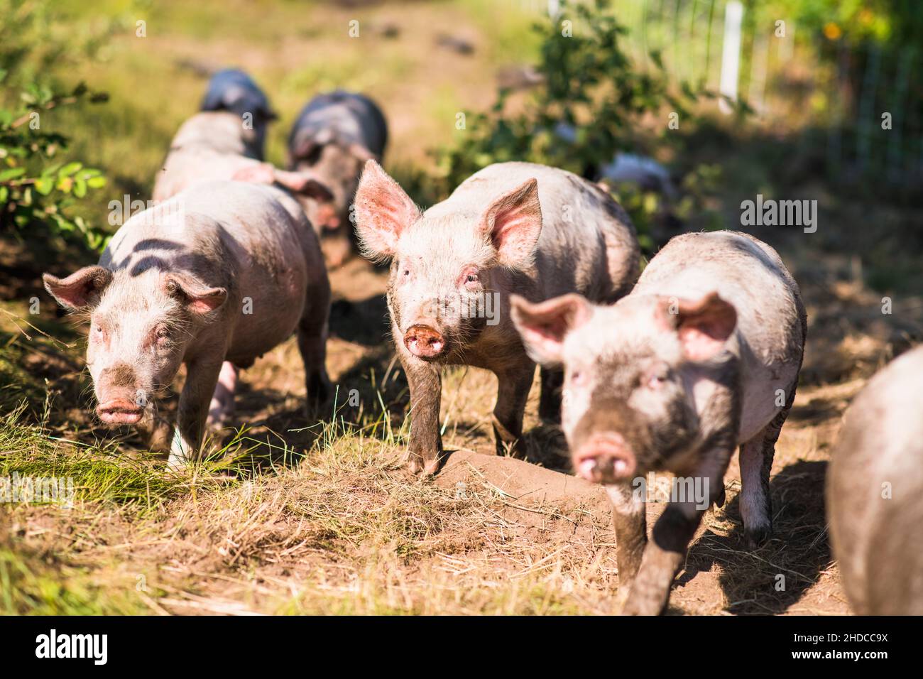 Pigs outside hi-res stock photography and images - Alamy