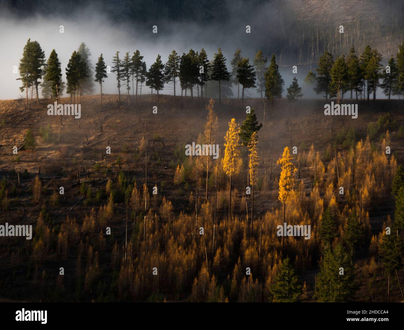 Fog filters through the Fir trees and Larch trees glow gold Stock Photo ...