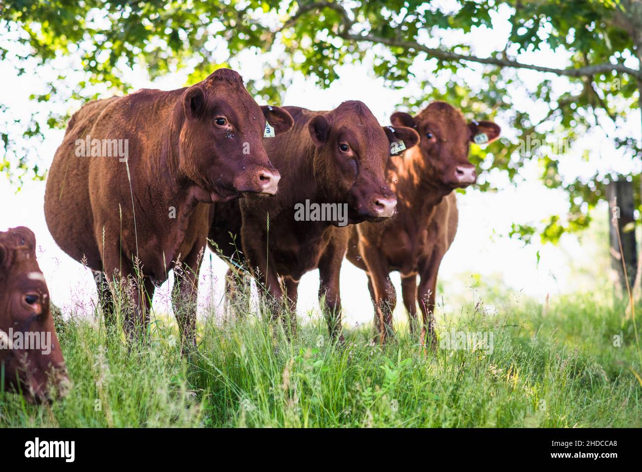 Cows outside in summer on New England free range farm Stock Photo - Alamy