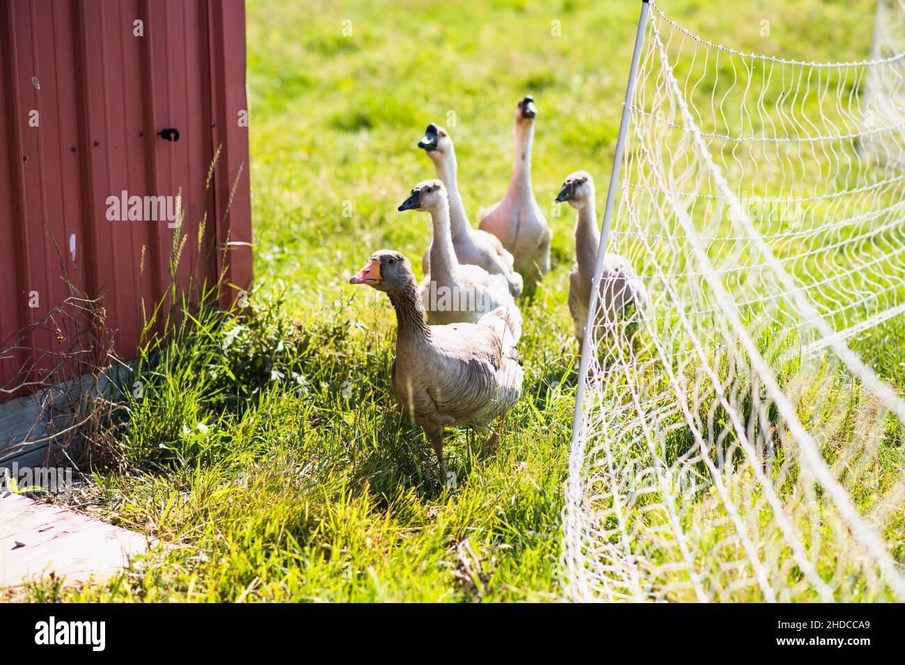 Geese outside in summer on New England farm Stock Photo - Alamy