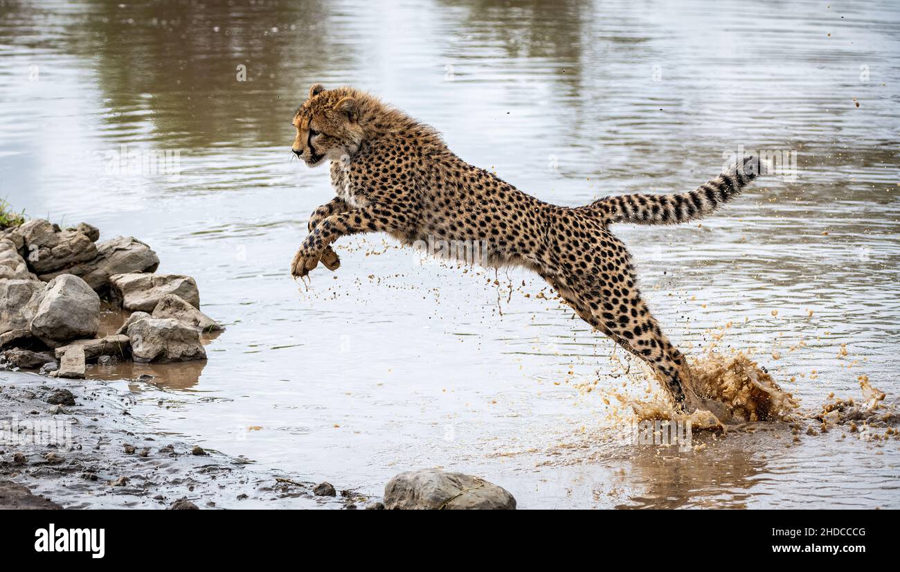 Cheetah Leaping in Water in Africa Stock Photo - Alamy