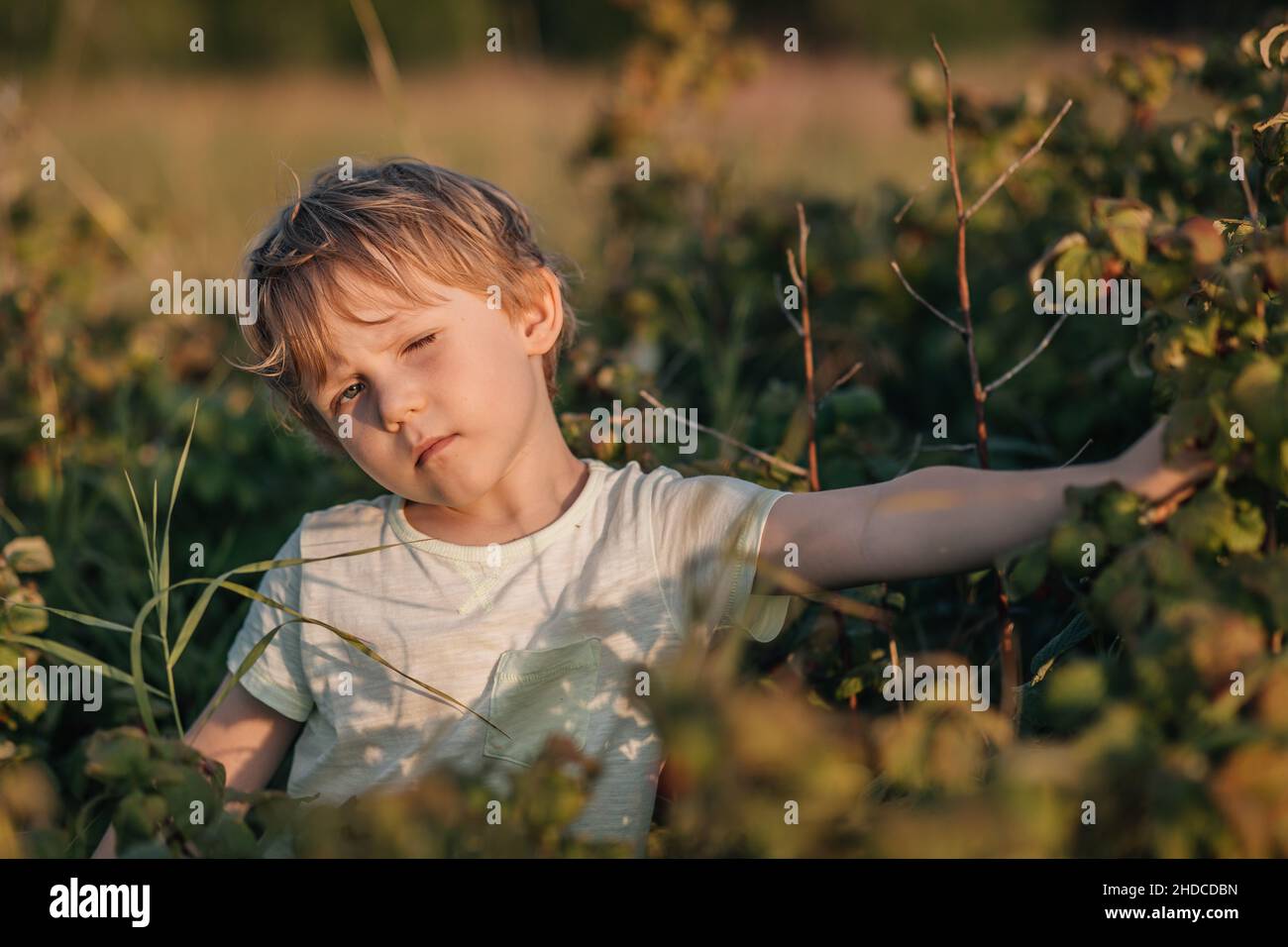 Child boy kid eat raspberries in village Stock Photo - Alamy