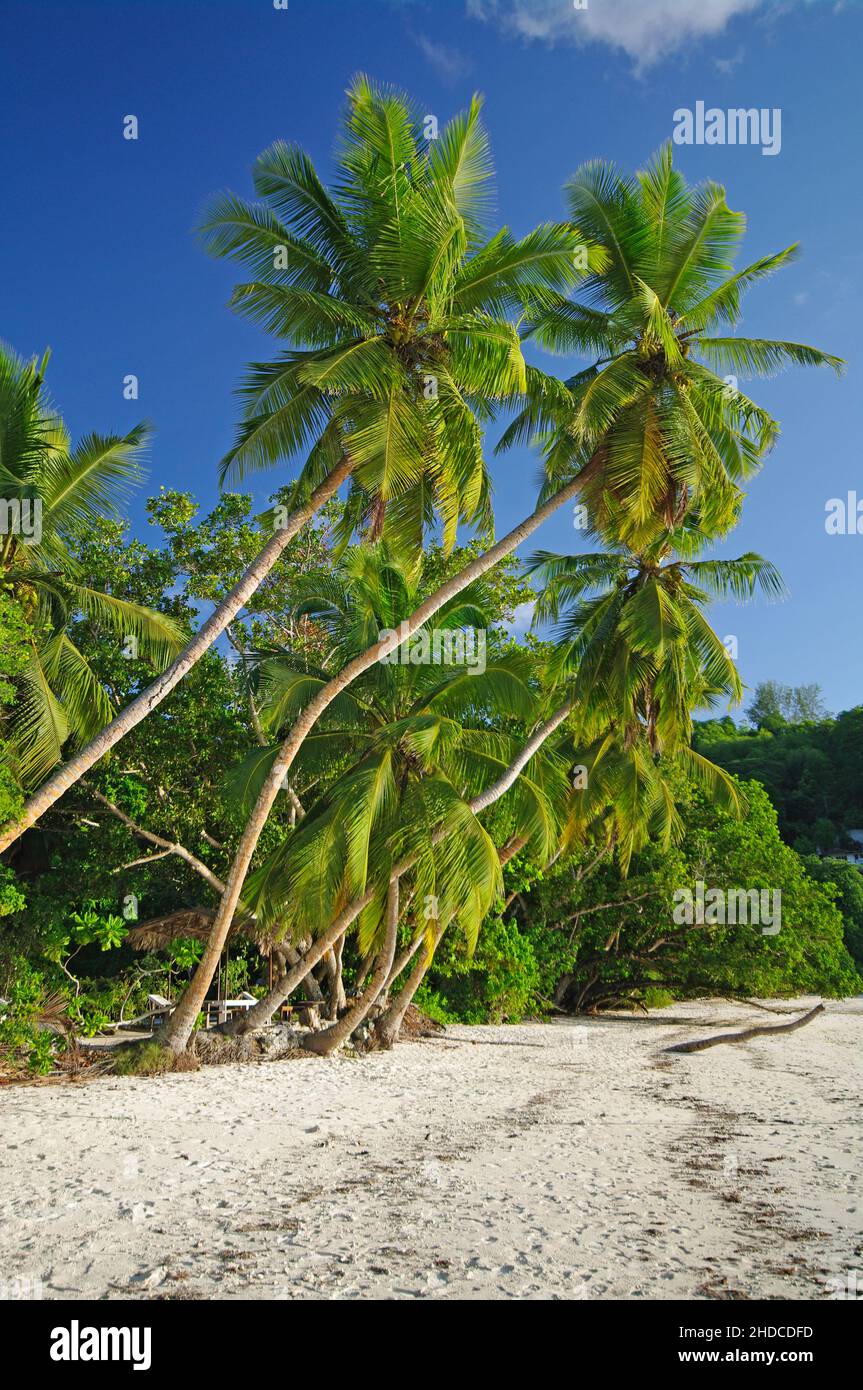 Strand und Palmen am Anse Takamaka, Mahe Stock Photo - Alamy