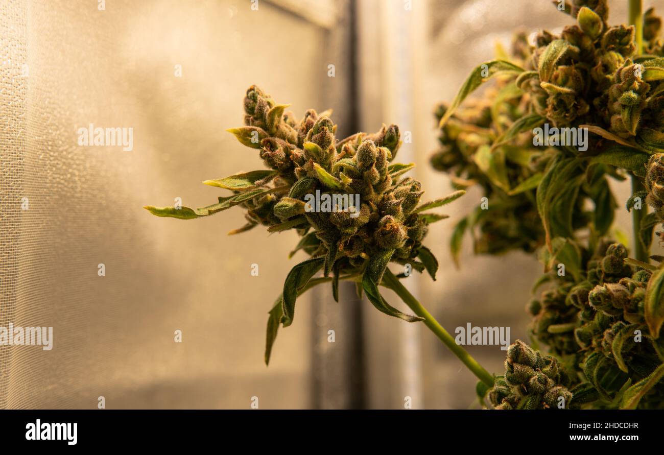 Legal cultivation of marijuana in the usa. Legalization of canna Stock ...