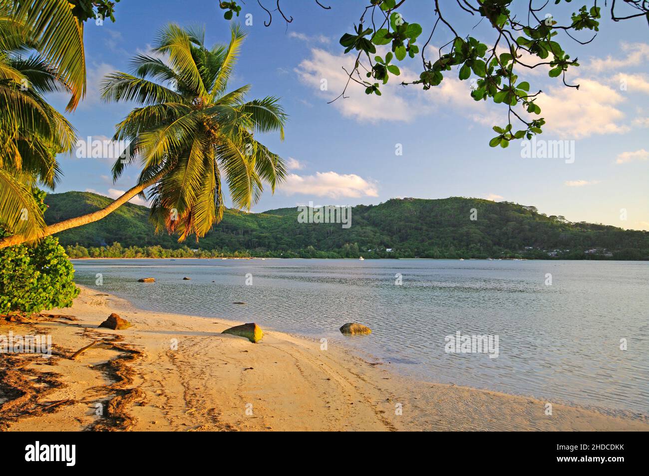 Strand und Palmen am Anse Takamaka, Mahe Stock Photo - Alamy