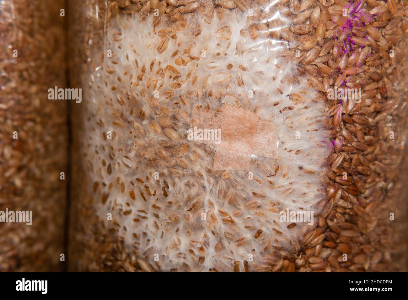 growing medicinal mushrooms. Mycelium of mushroom culture. Grow Stock ...