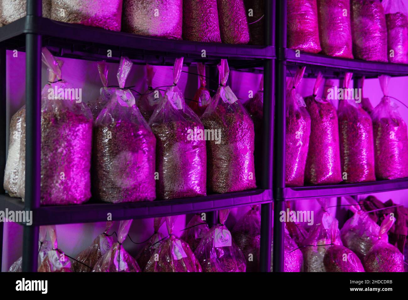 growing medicinal mushrooms. Mycelium of mushroom culture. Grow Stock ...