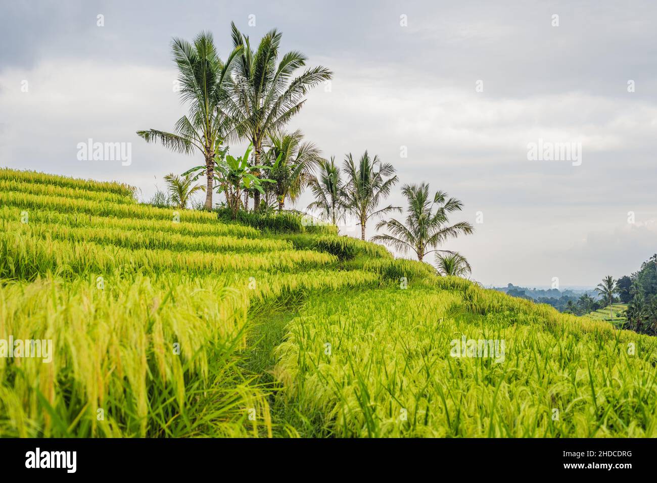 Beautiful Jatiluwih Rice Terraces against the background of famous ...