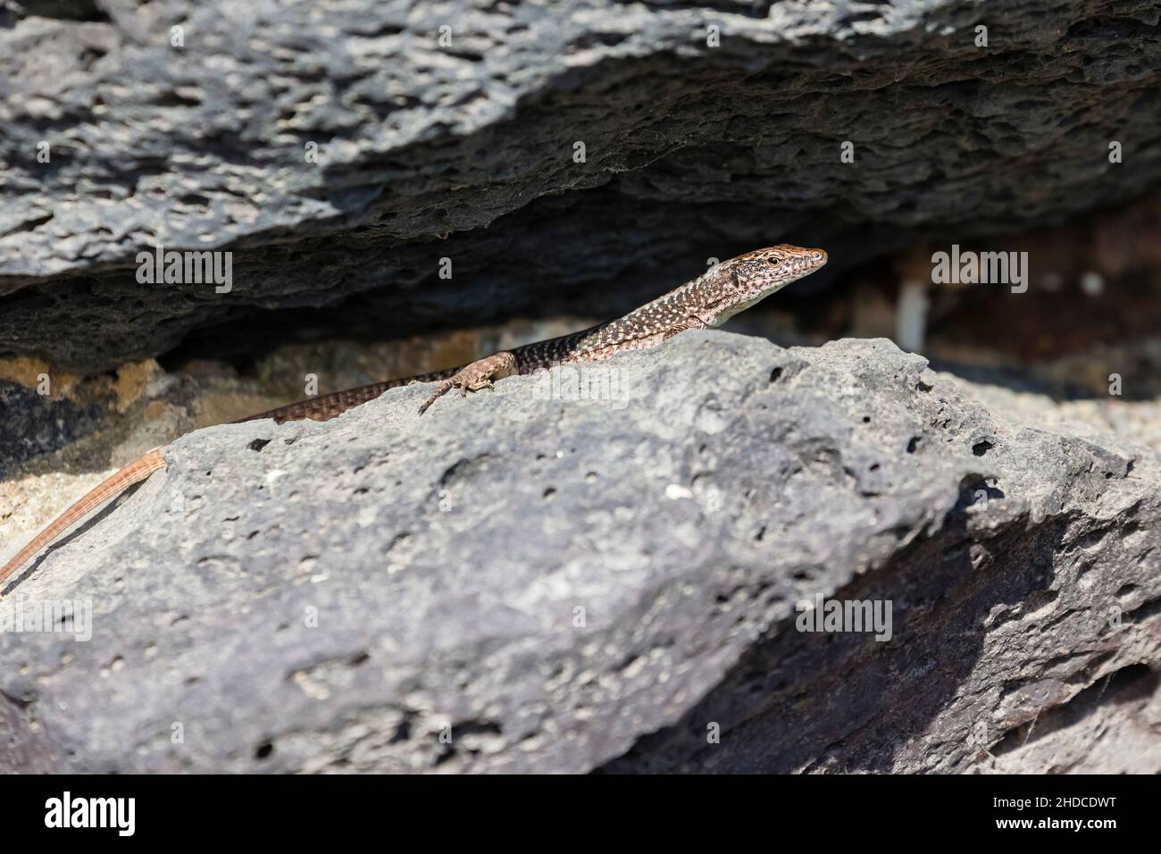 Azoren tiere hi-res stock photography and images - Alamy