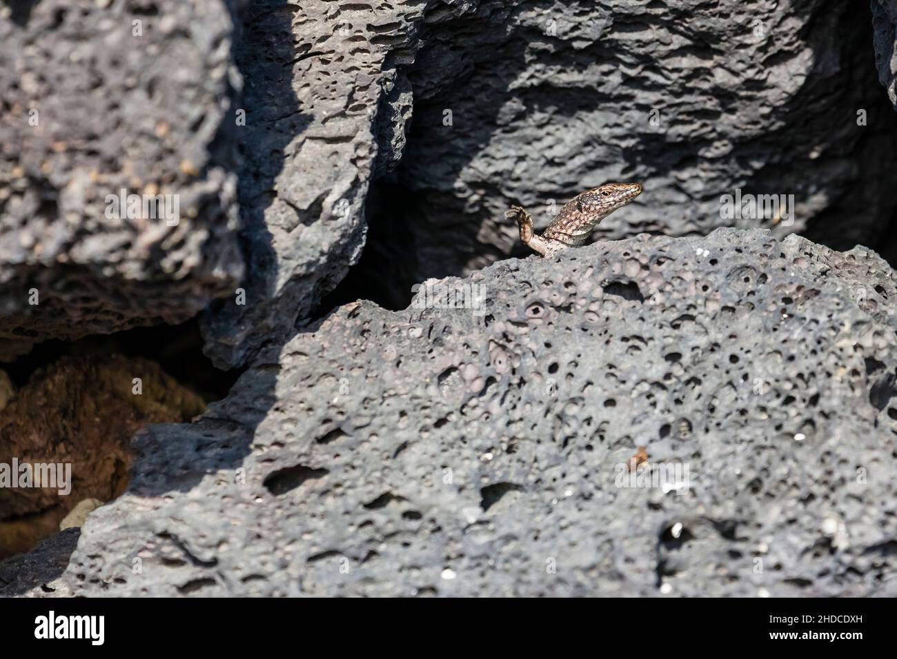 Azoren tiere hi-res stock photography and images - Alamy