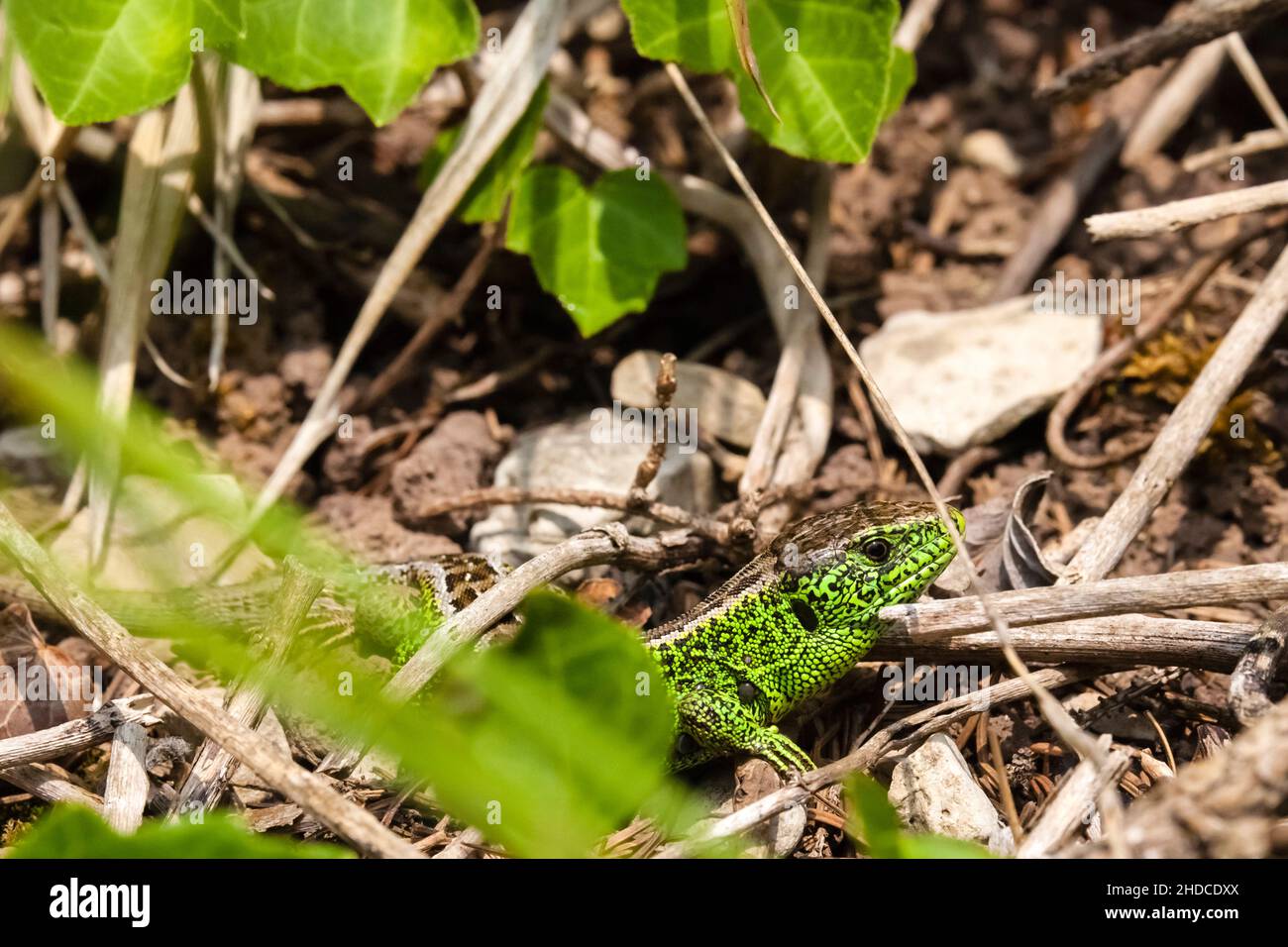 Maennliche hi-res stock photography and images - Alamy