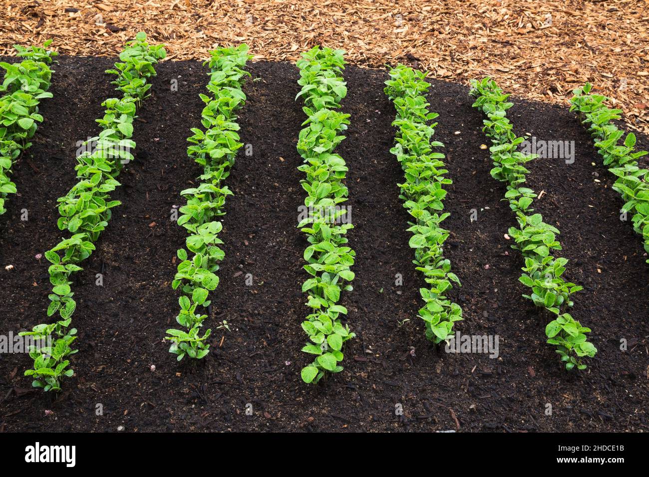 Rows of emerging cereal plant seedlings in rich soil Stock Photo - Alamy