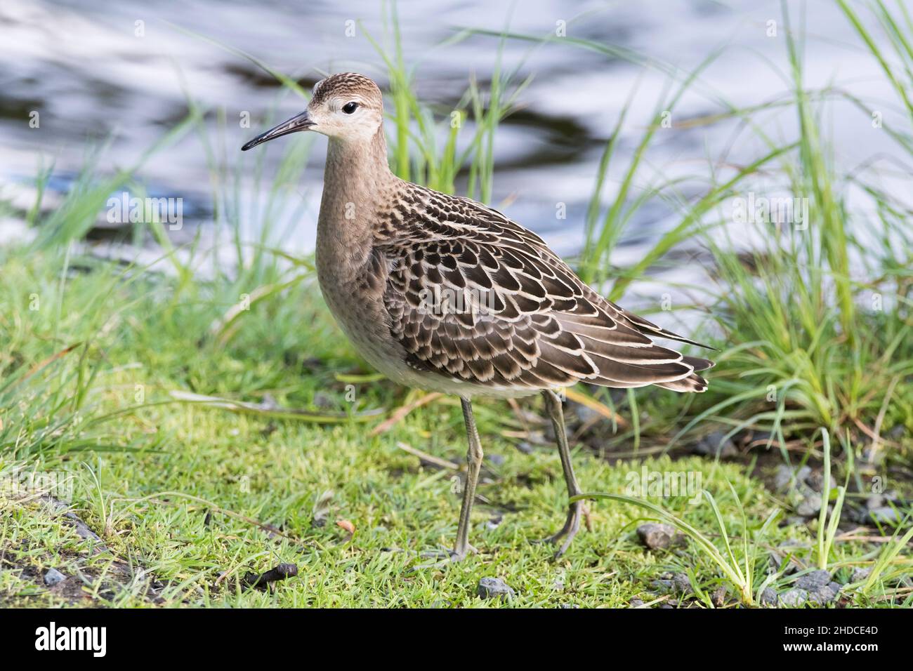 Juvenile ruff philomachus pugnax hi-res stock photography and images ...