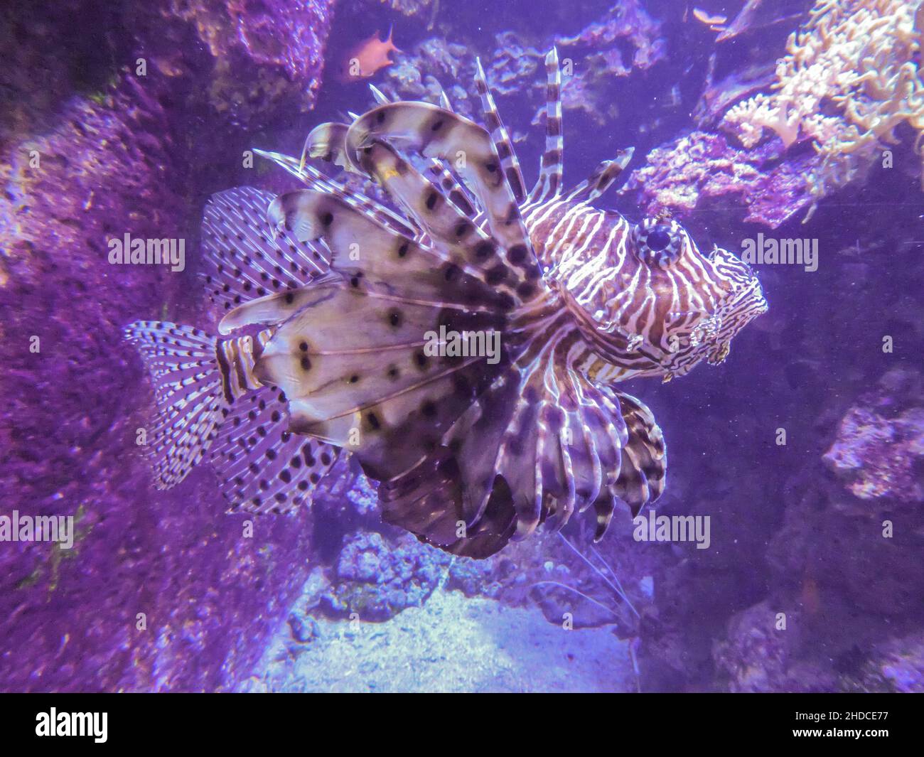 Rotfeuerfisch, Pterois volitans / Red Lionfish, Pterois volitans Stock ...