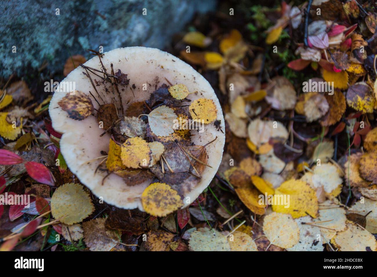 Saltfjell nationalpark hi-res stock photography and images - Alamy