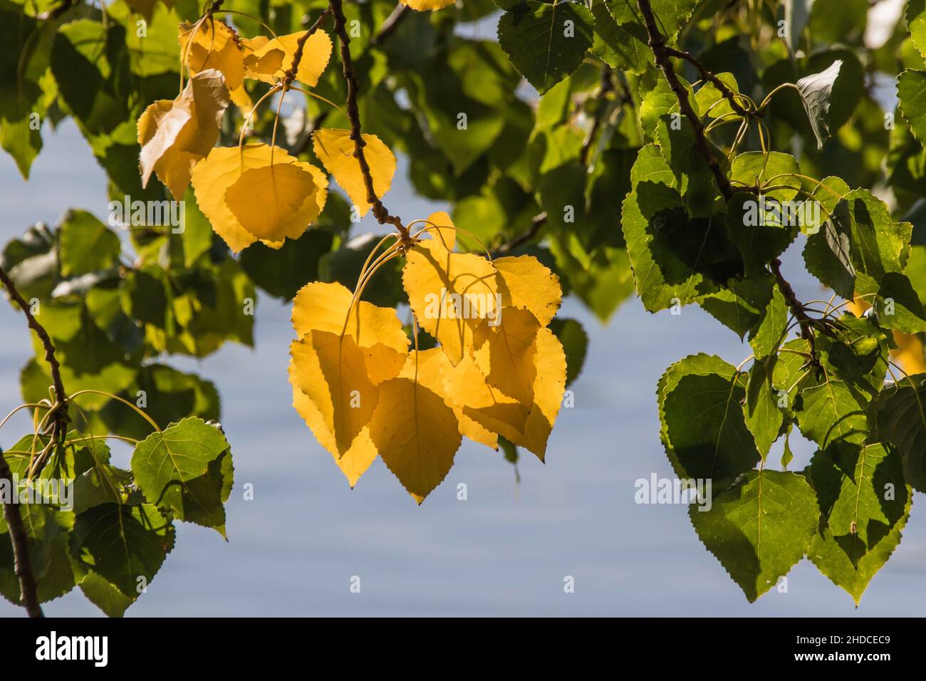 Pappel im Herbst, Populus sp. / Poplar ina utumn, Populus sp Stock ...