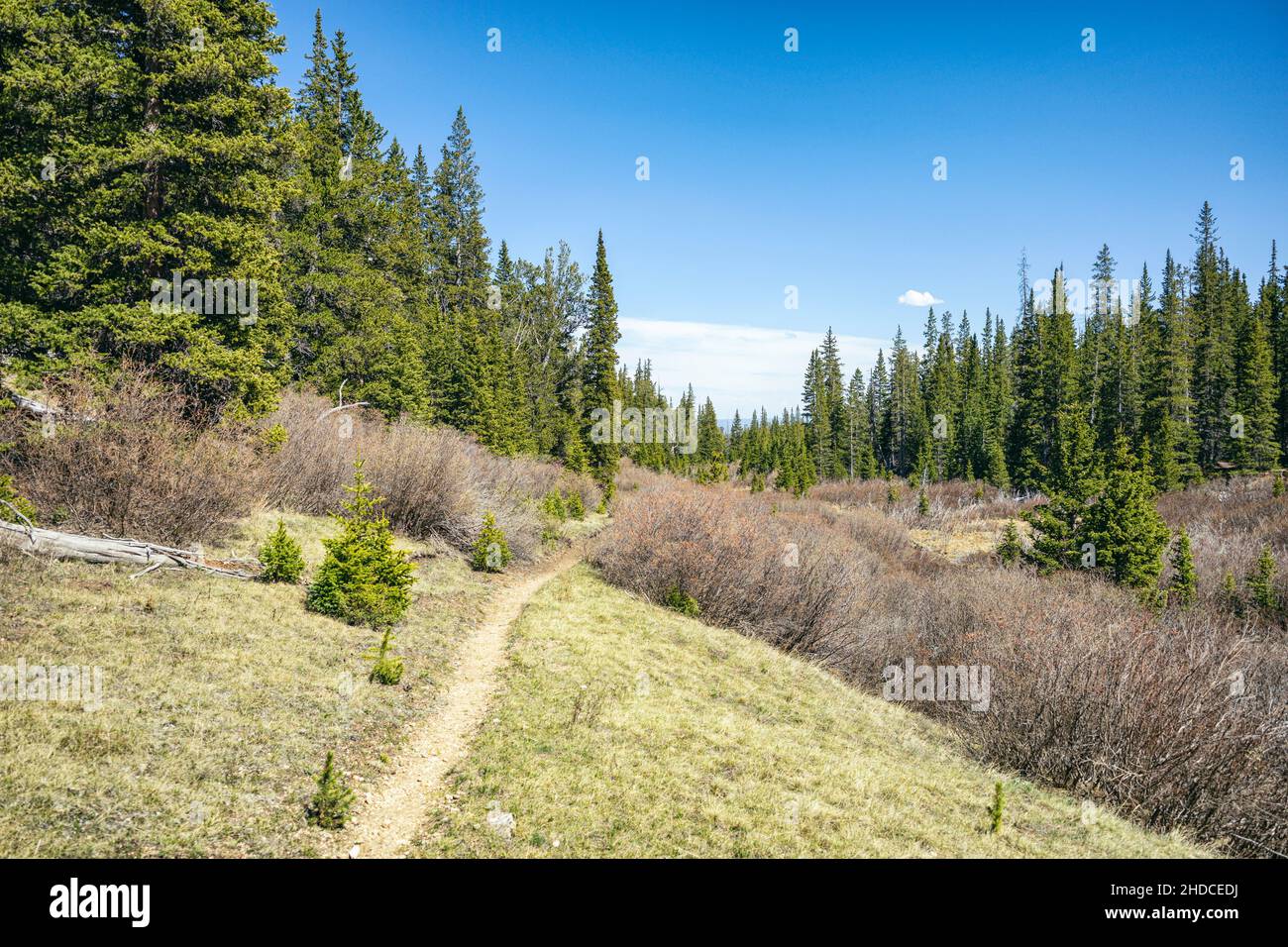Hiking trail in the Mount Evans Wilderness, Colorado Stock Photo - Alamy