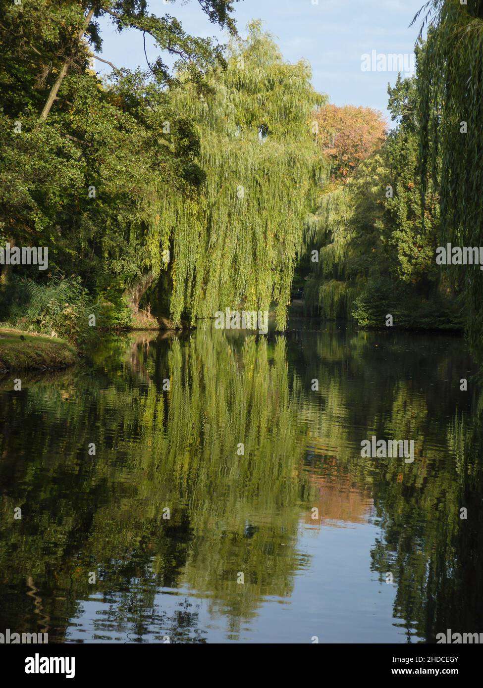 Trauerweiden Spiegelung / Weeping Willow reflection Stock Photo - Alamy