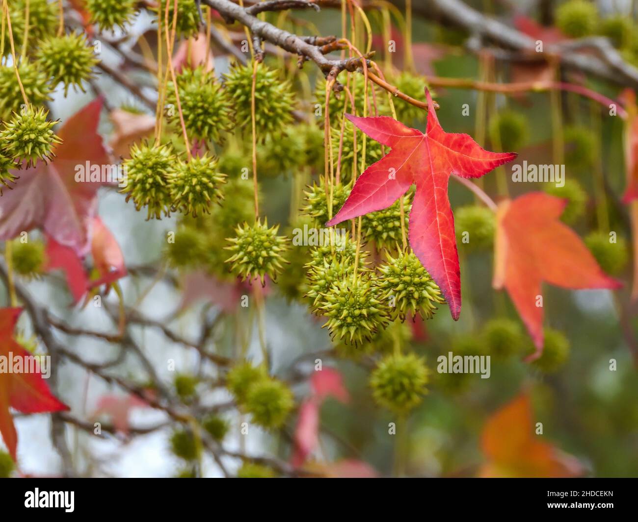 Amberbaum, Liquidambar / Liquidambar tree Stock Photo - Alamy