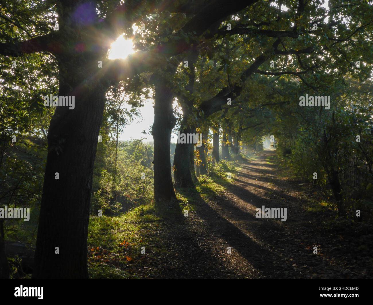Sun on country lane hi-res stock photography and images - Alamy