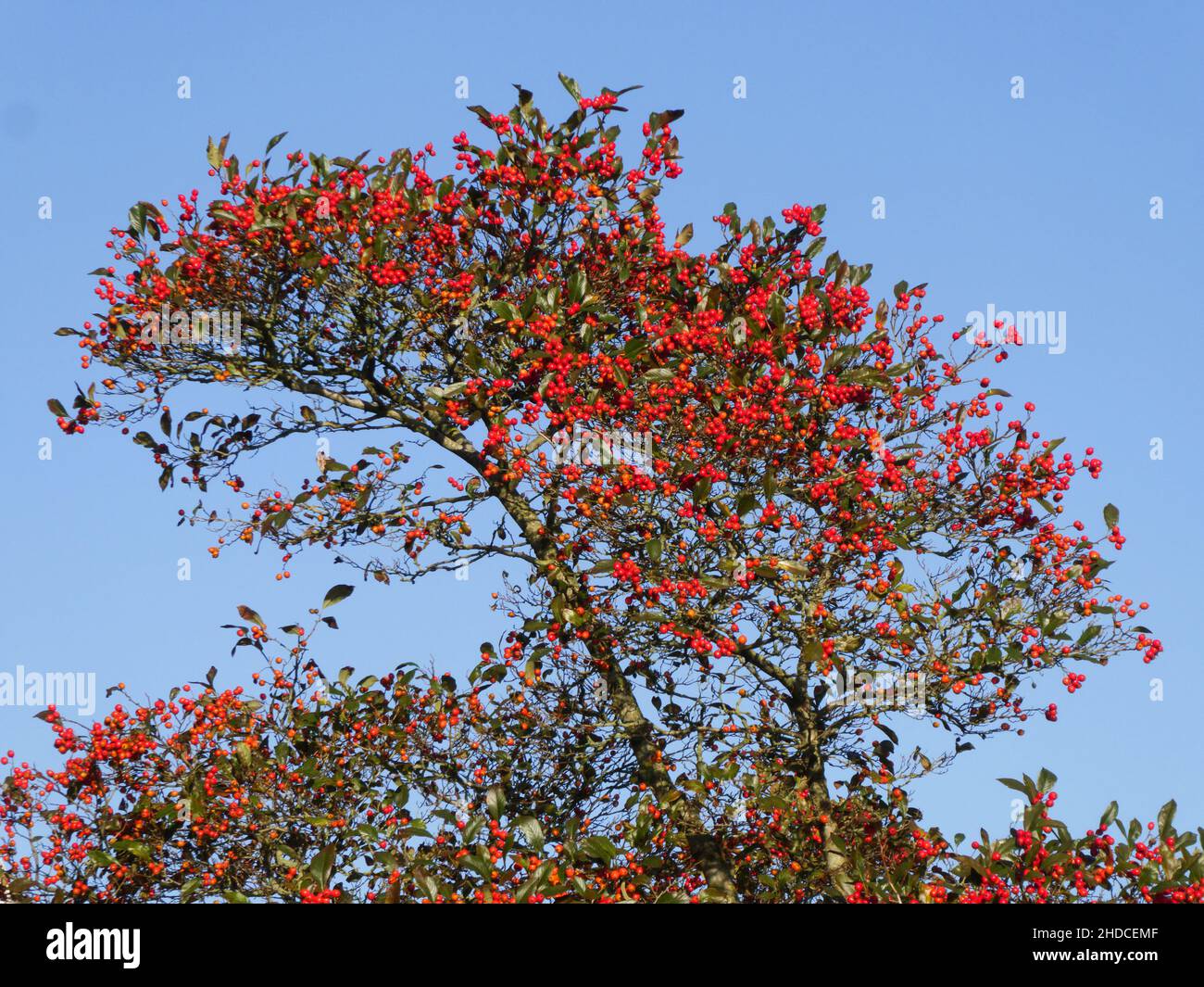 Mehlberen, Sorbus sp. / Whitebeam, Sorbus sp Stock Photo - Alamy