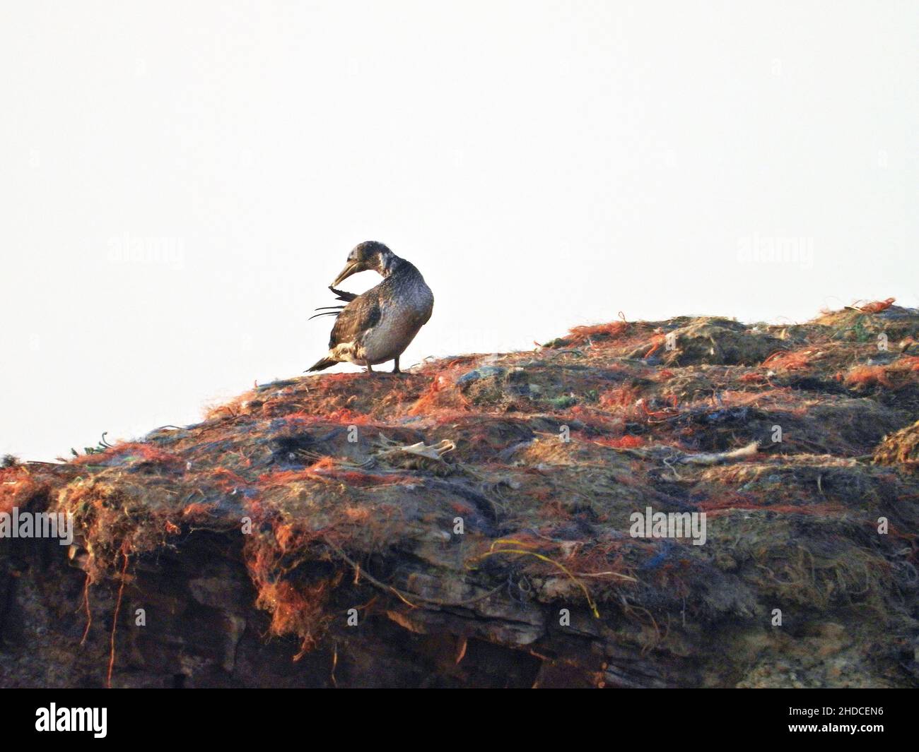 199f bas 2018 12 000359 hi-res stock photography and images - Alamy