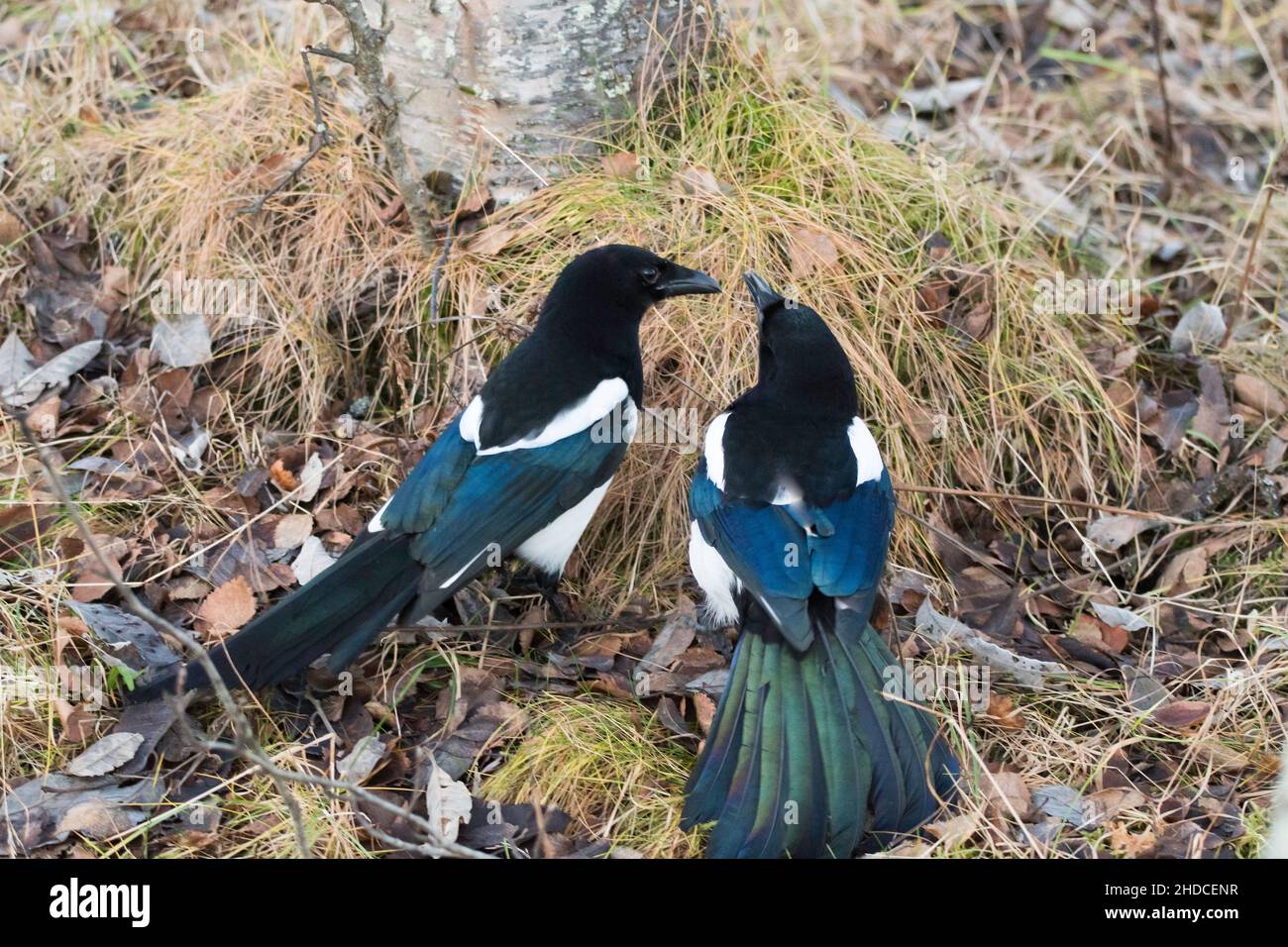 Zwei elstern hi-res stock photography and images - Alamy