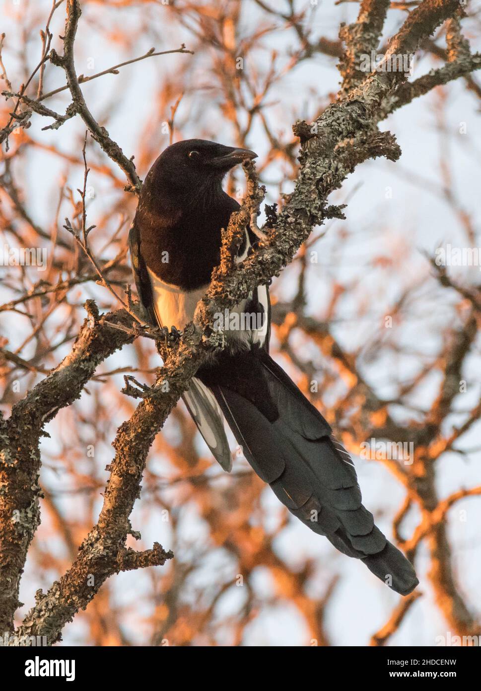Elster im Morgenlicht, Pica pica / Magpie in morning light, Pica pica ...
