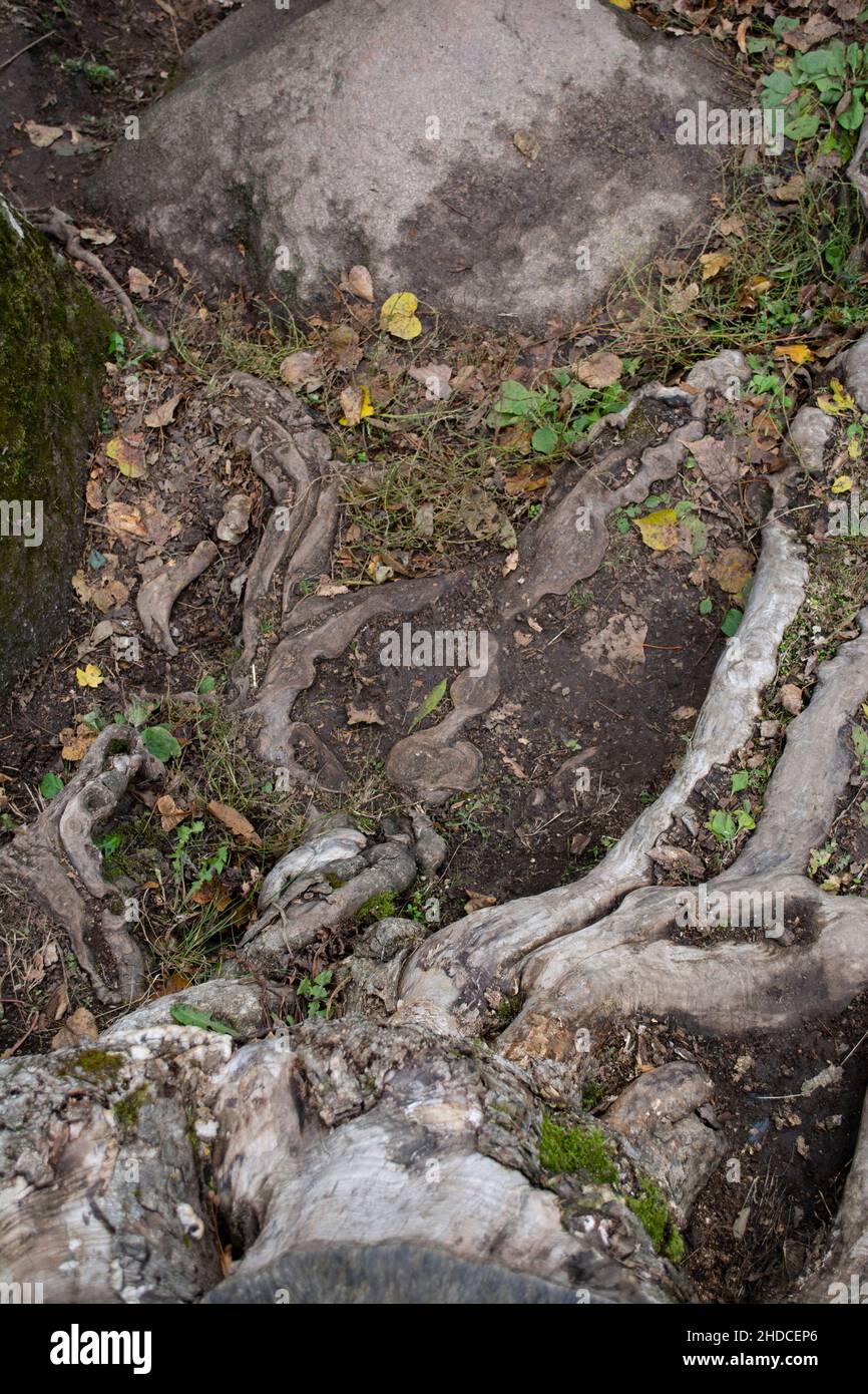 Tree roots in autumn forest Stock Photo - Alamy