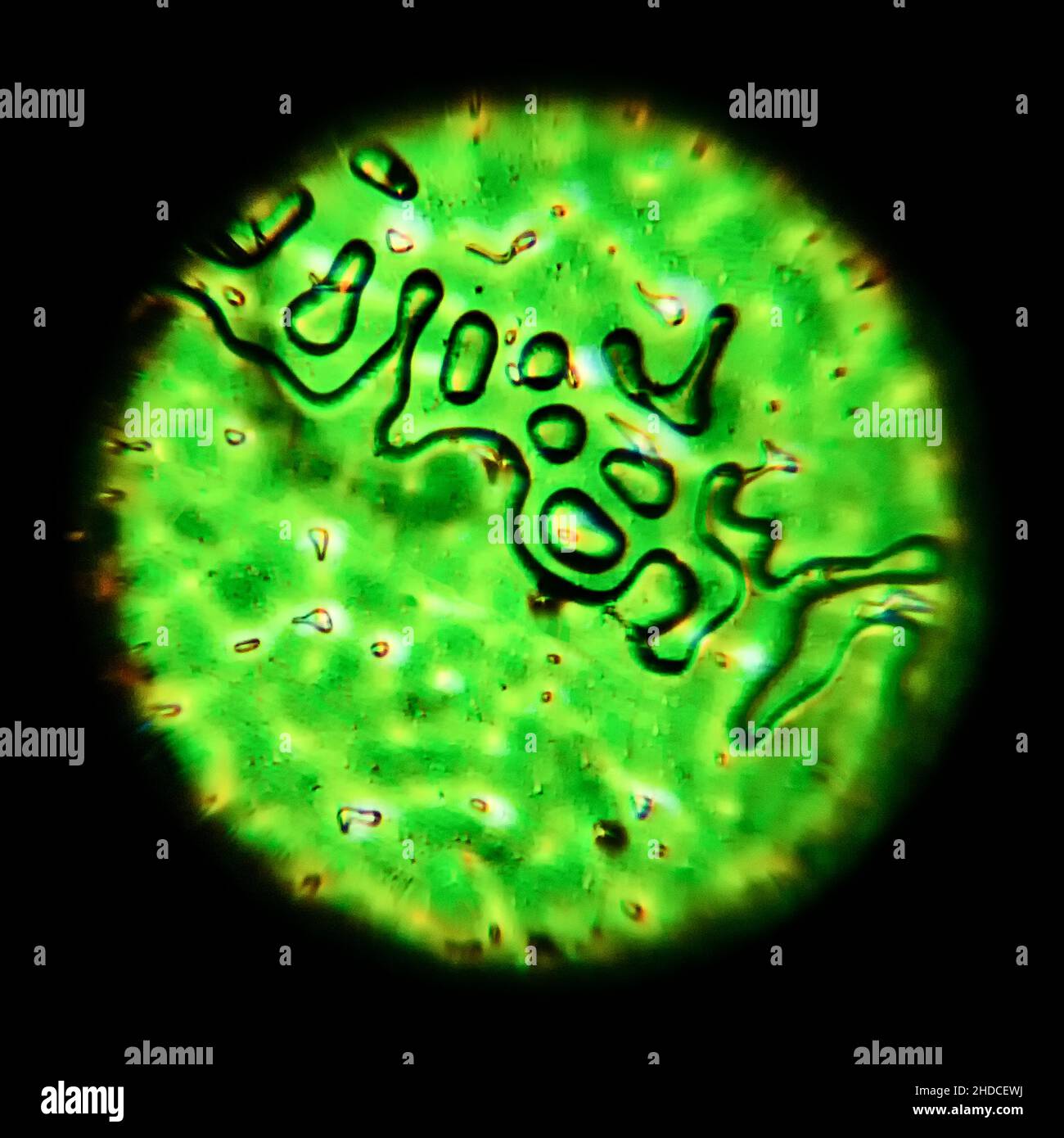 The plant roots under the microscope Stock Photo - Alamy